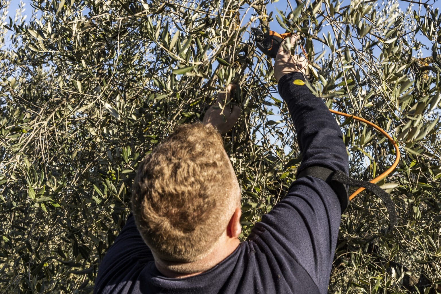 World Olive Tree Day 2025: Smart sustainable solutions for olive oil by ...